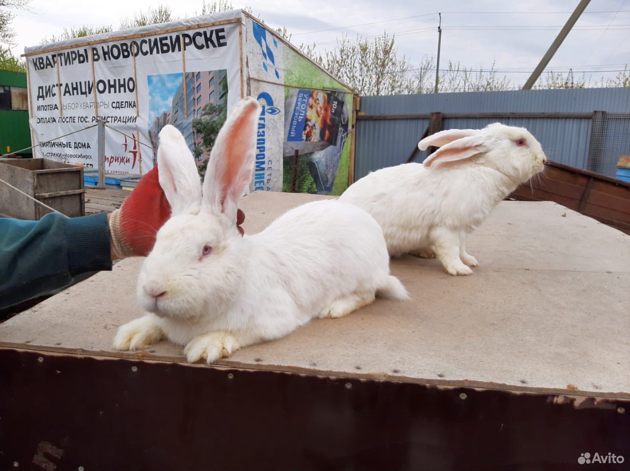 Кролики (белый великан)