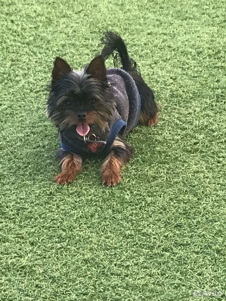 Йоркширский терьер