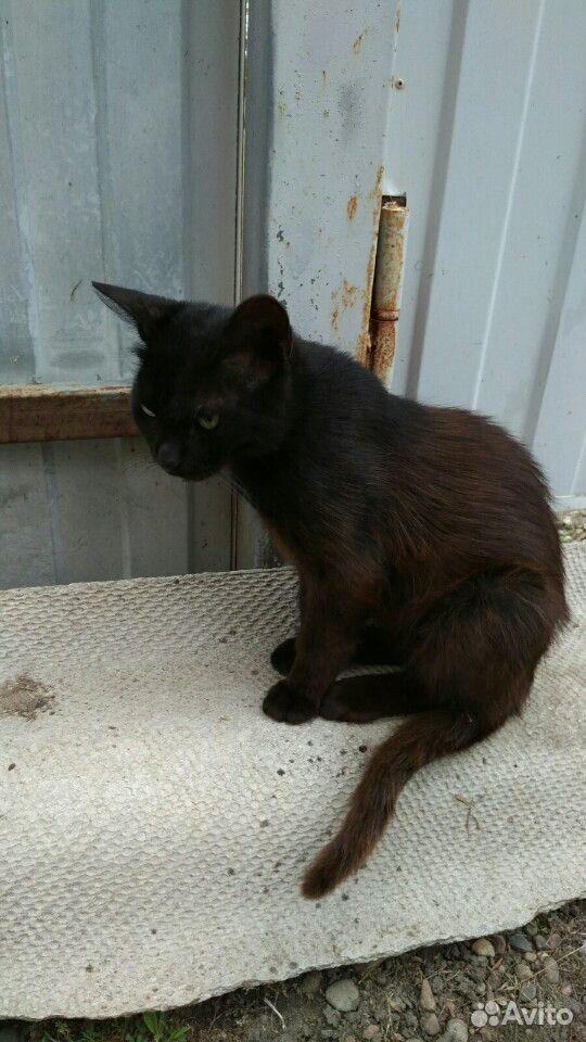 Котик молодой 4,5-5 мес.Ищет дом