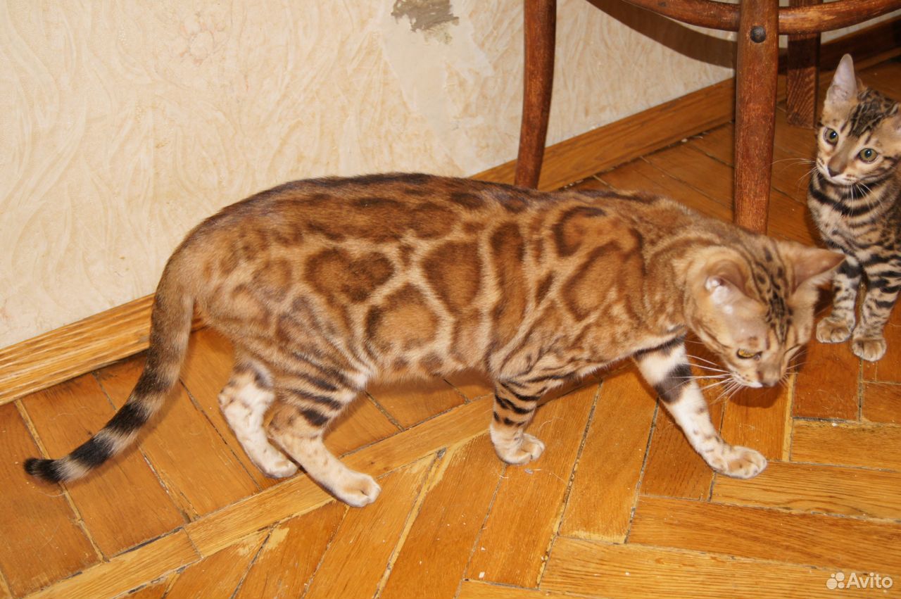 Бенгальская кошка