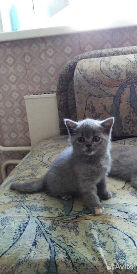 Продаю британских котят
