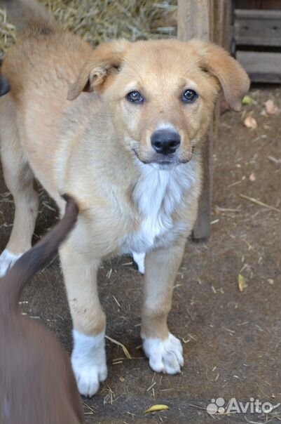 Щенок в добрые руки