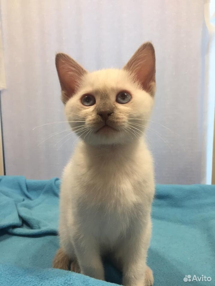 Тайские котята