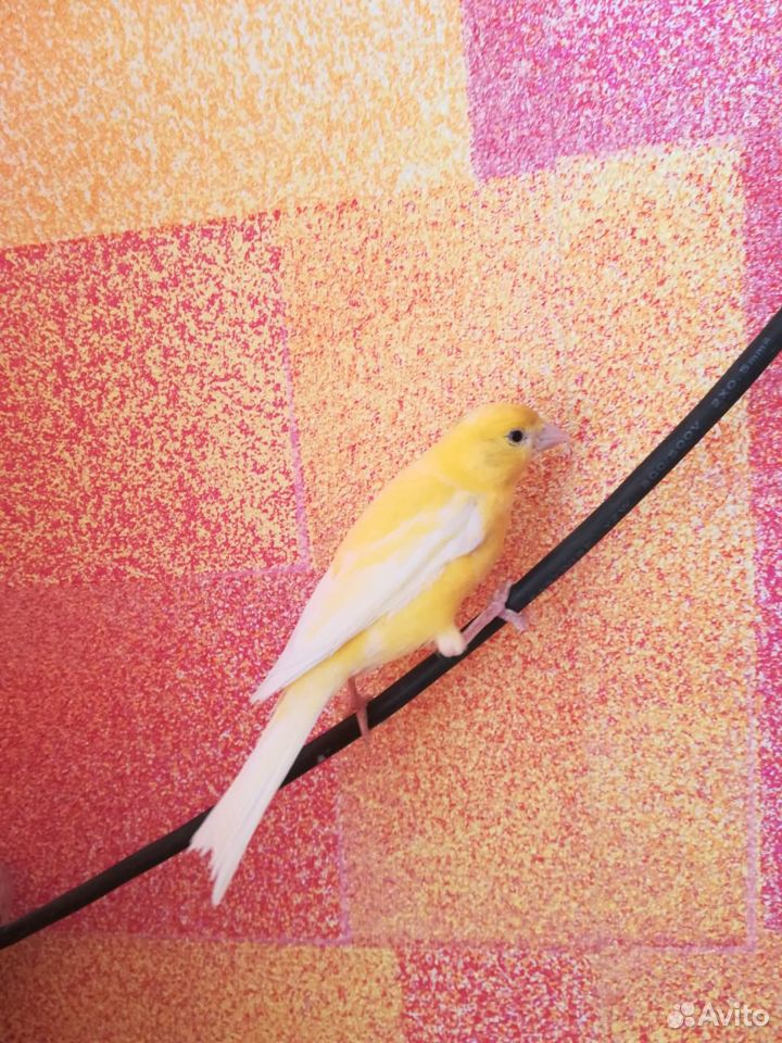 Канарейка с клеткой