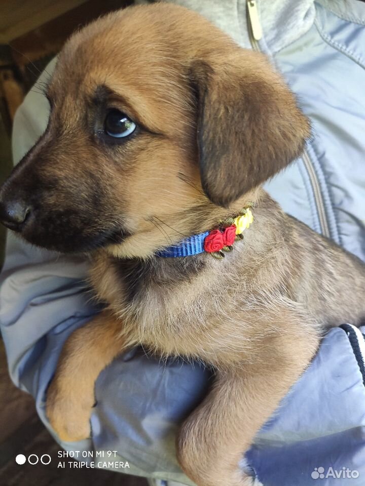 Щенок Тоша спасён и ищет дом