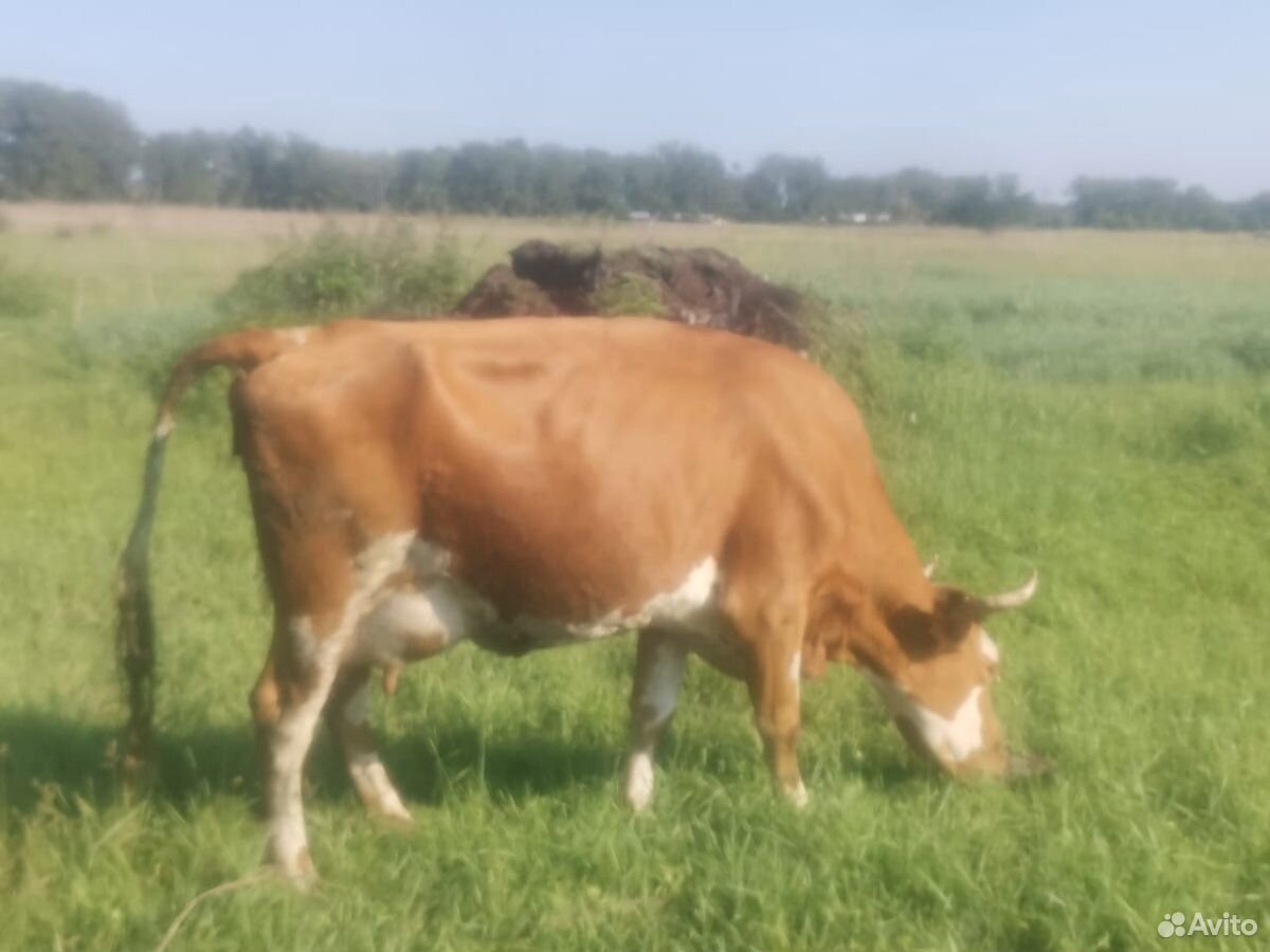 Высокоудойные коровы