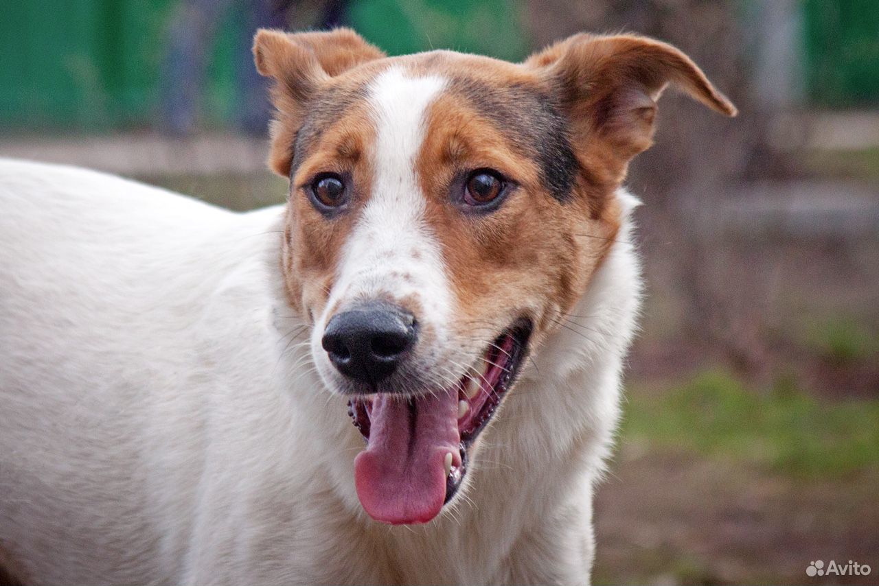 Красавица Джес в добрые руки