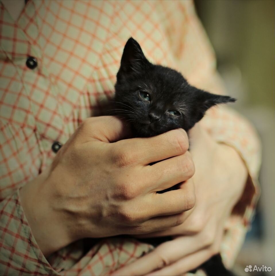 Котята