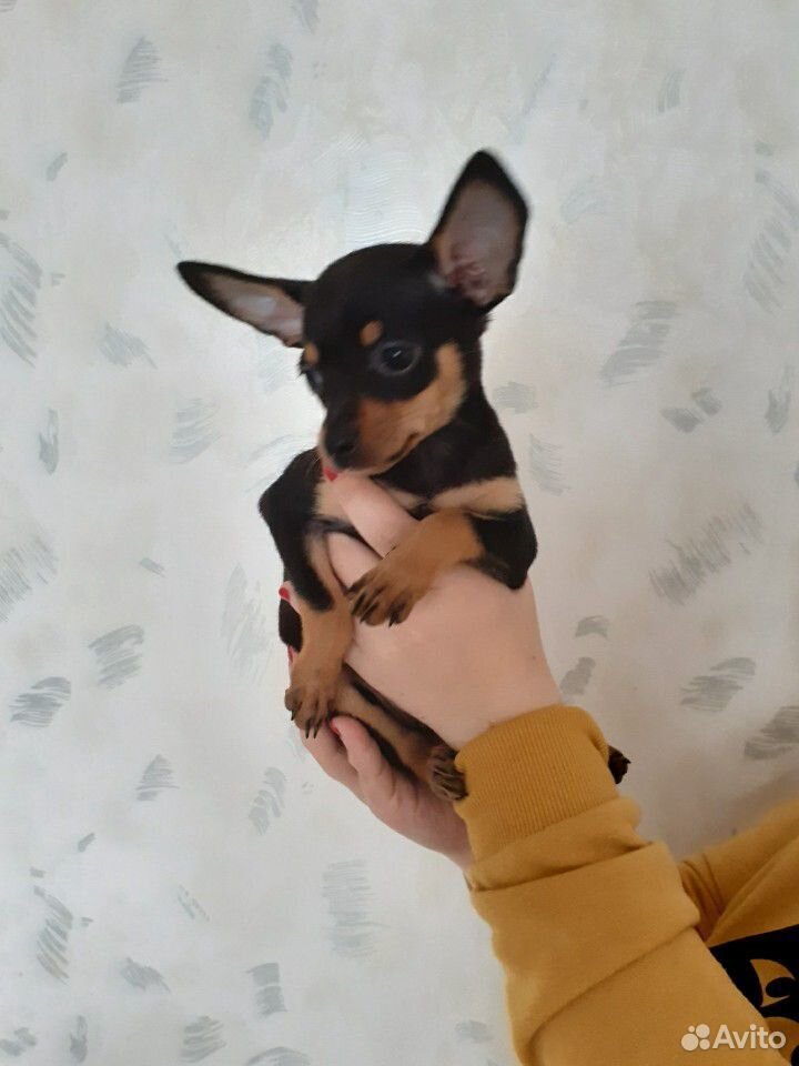 Той-терьерчик девочка