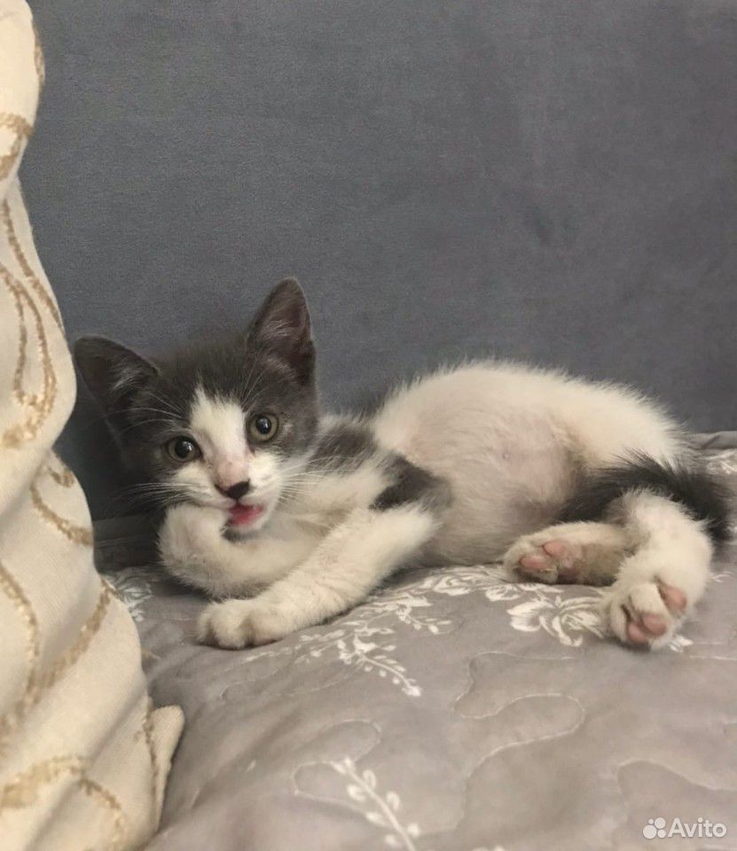 Гусена, котенок, девочка 1,5 месяца
