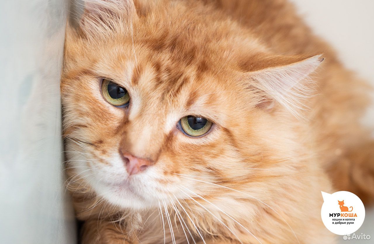 Знакомьтесь Фося