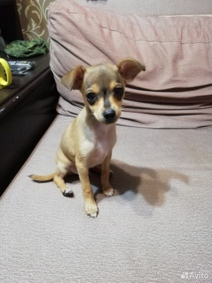 Мини той терьер