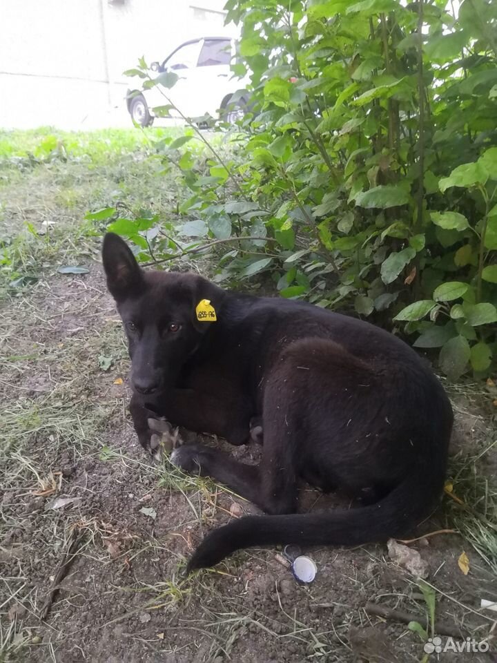 Щенки в дар