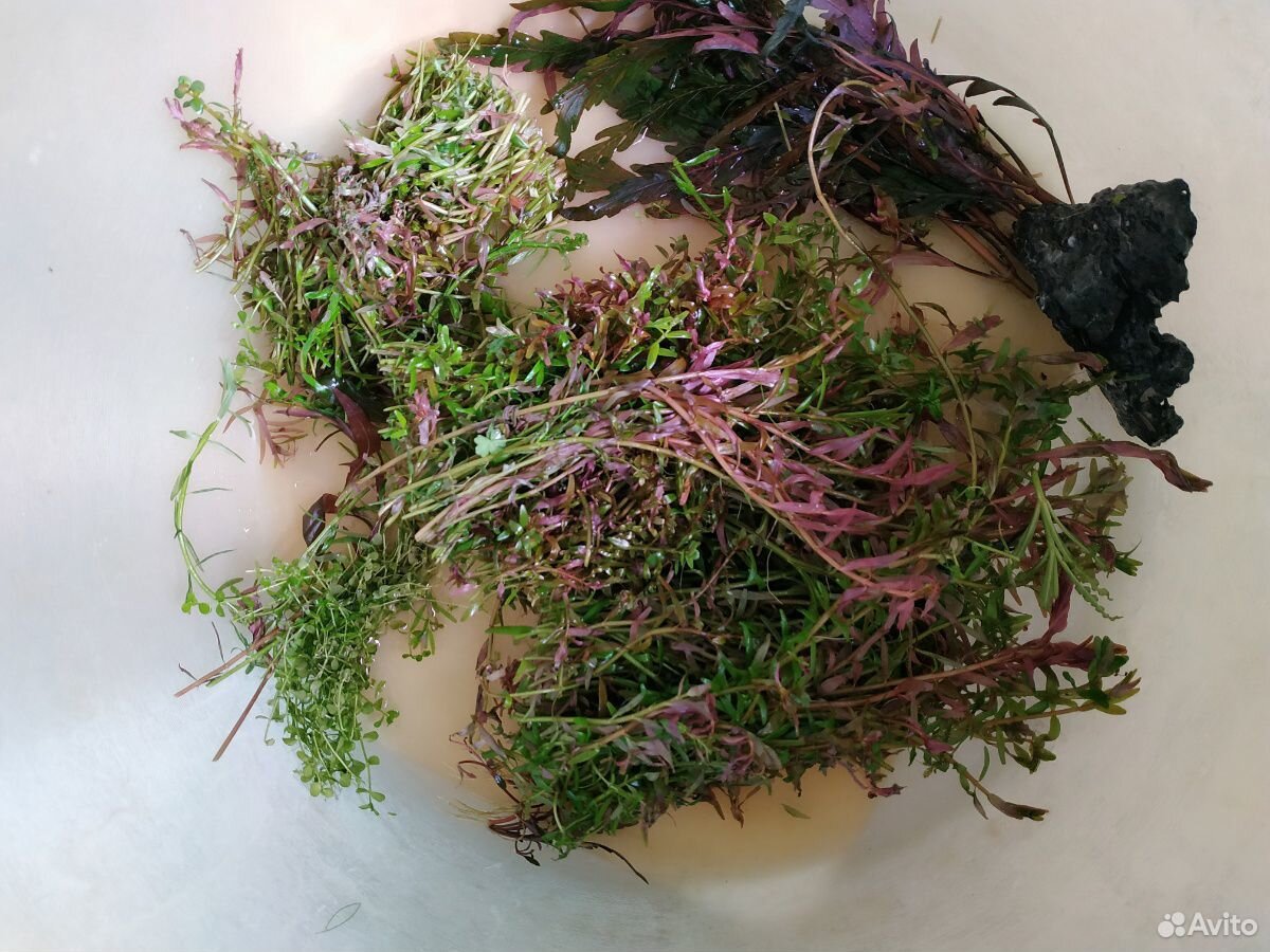 Ротала прополка