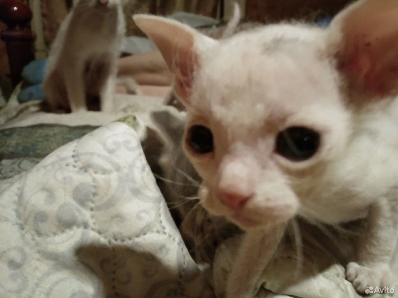 Котята