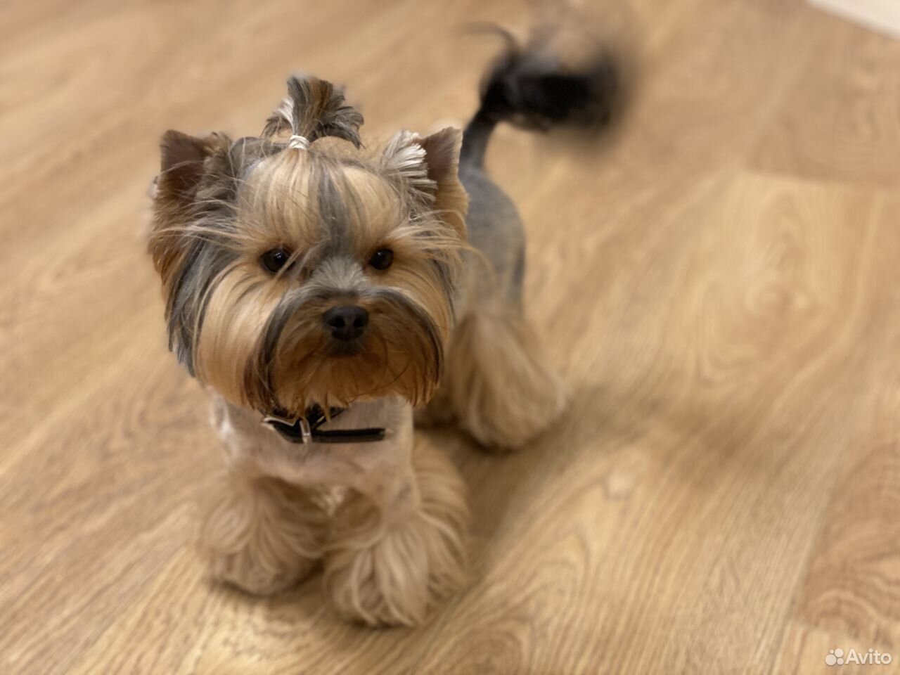 Красивый мальчик ищет подружку) Вязка (Йорк)