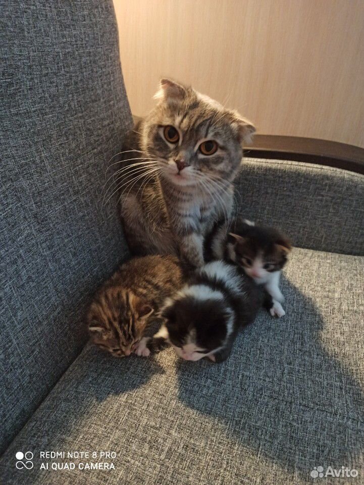 Вислоухие котята