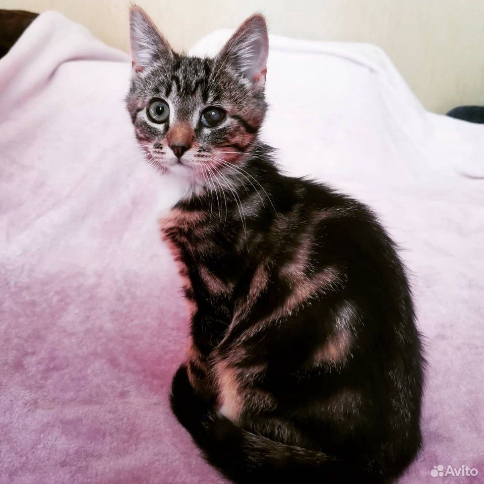 Котёнок Василисса