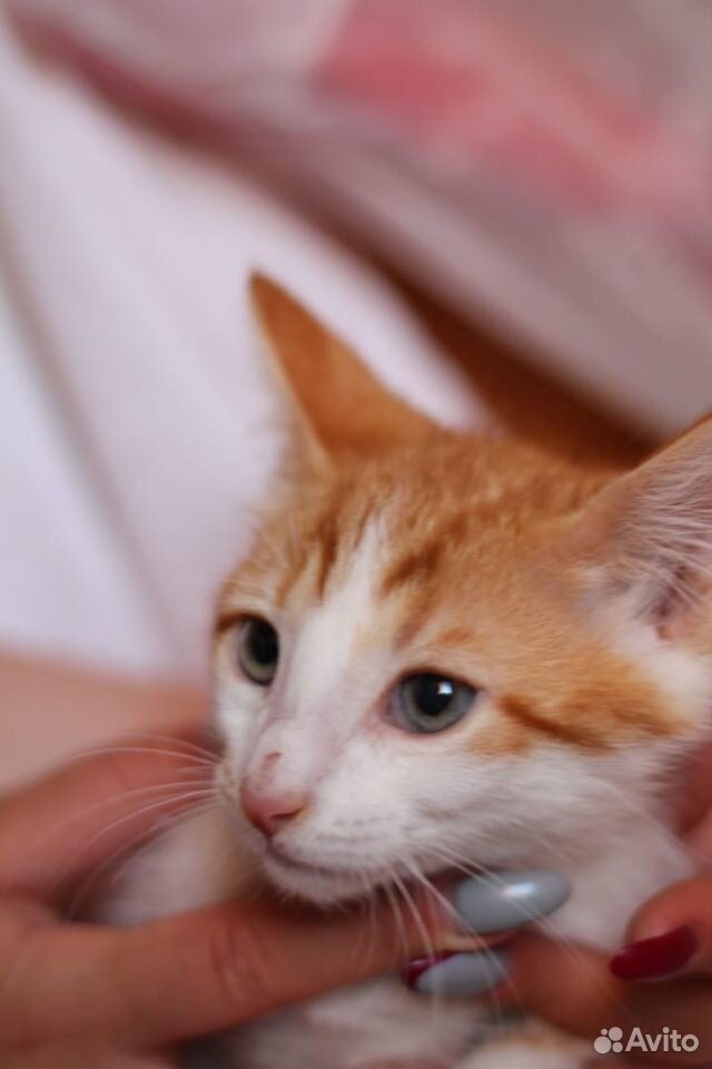 Котомальчик в добрые ручки