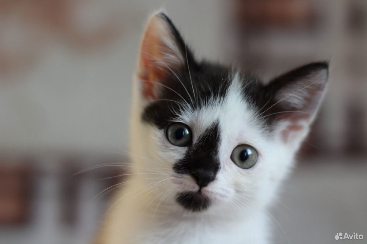 Дворовая классика