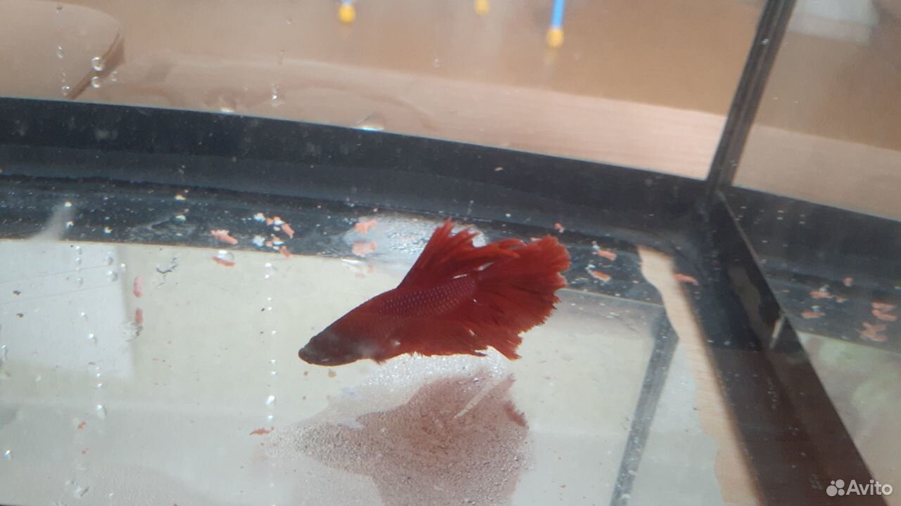 Отдам рыбку-петушка