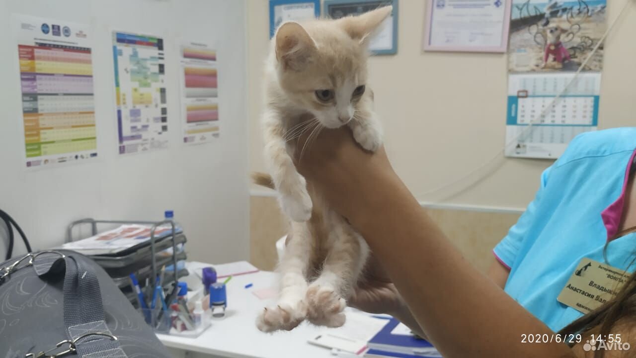 Рыжий с белым котёнок-мальчик. 2.5 месяца