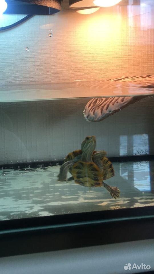 Отдам черепаху в хорошие руки