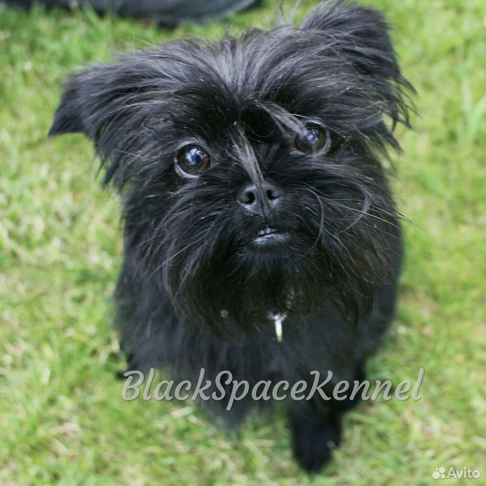 Аффенпинчер