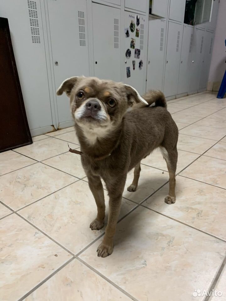 Замечательный шоколадный Пончик в добрые руки