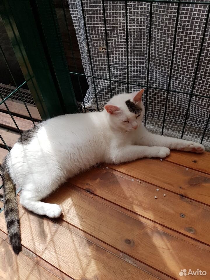 Кошка Люся, 2,5 года