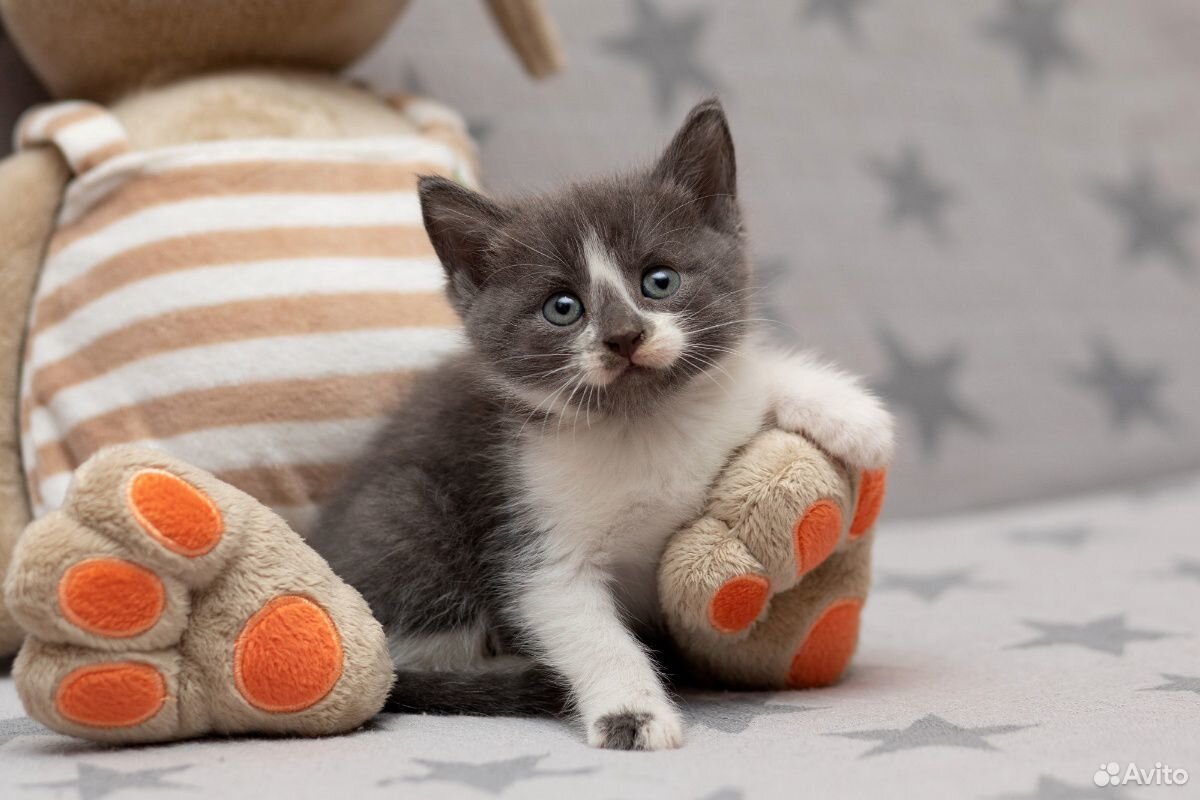 Котенок Эмили в дар