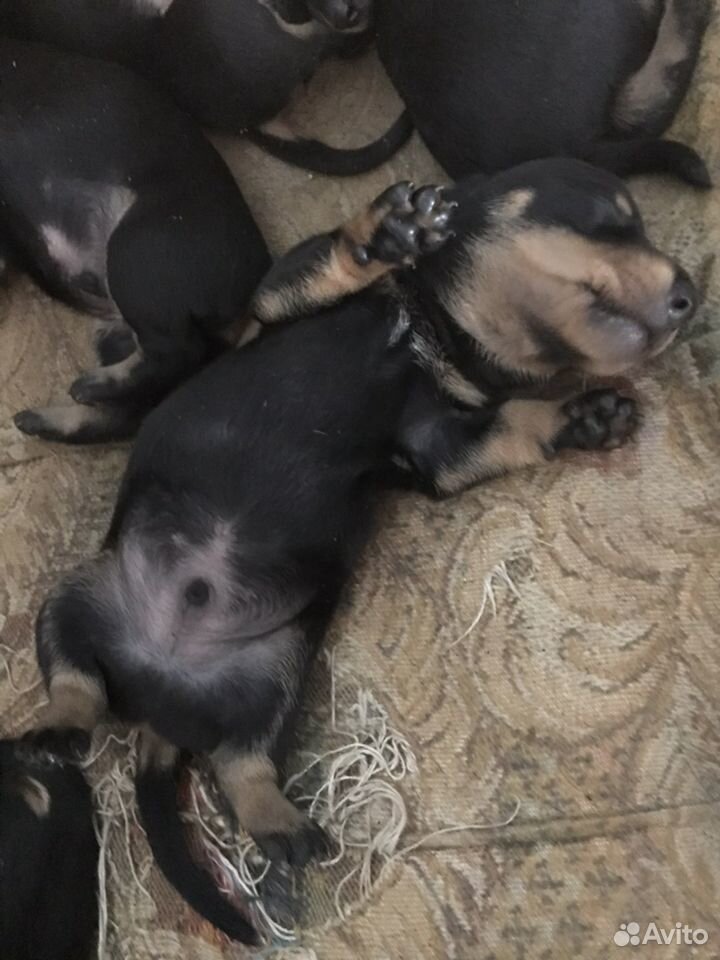 Щенки таксы