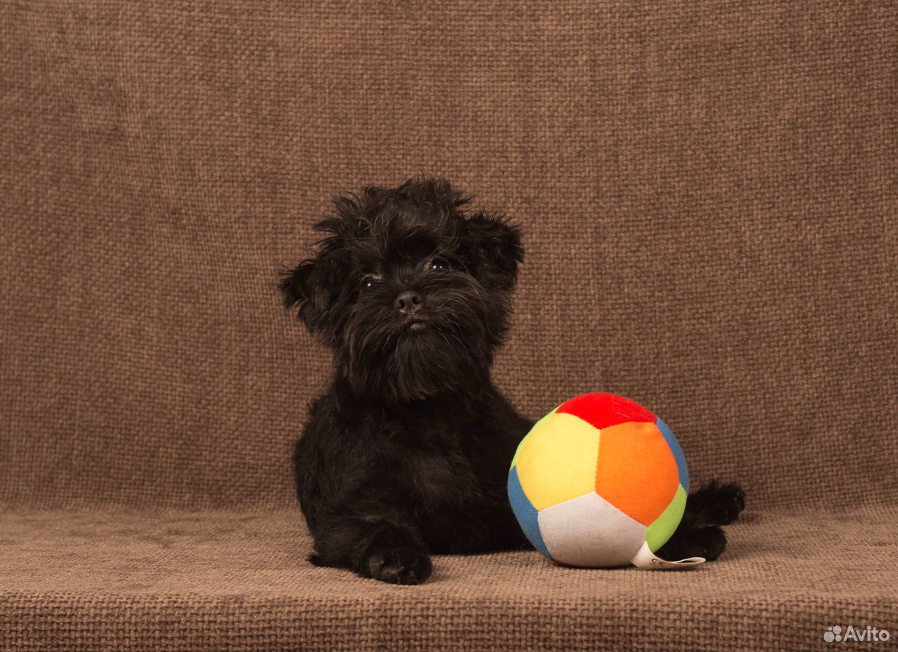 Щенок аффенпинчера