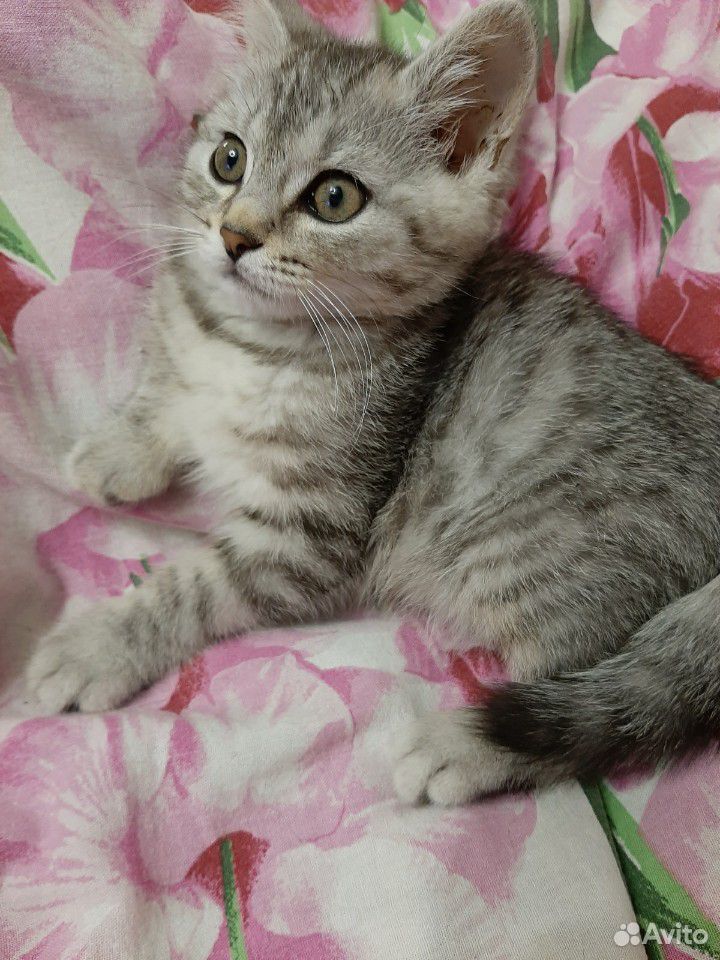 Кошка
