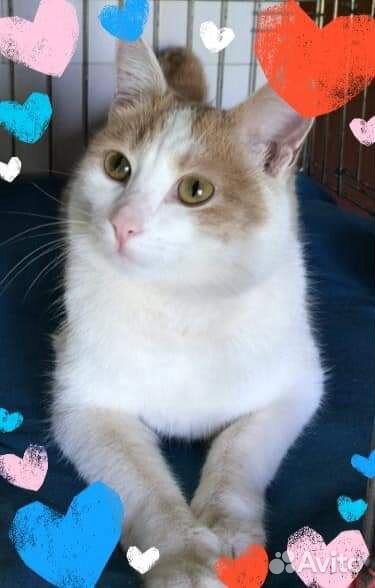 Котик Нильс