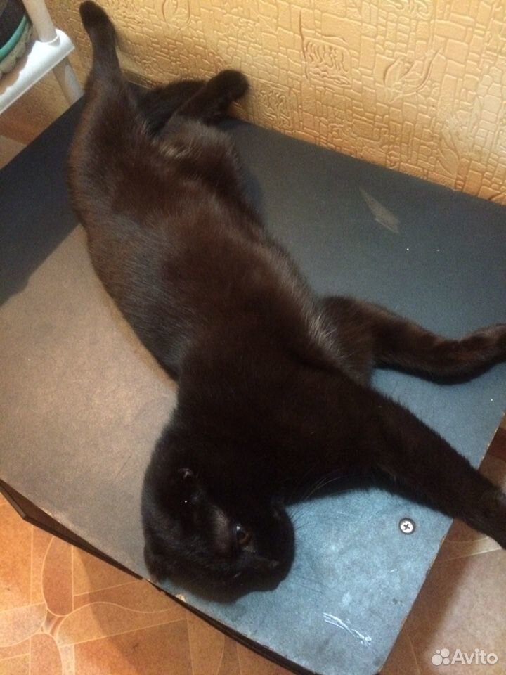 Кошка