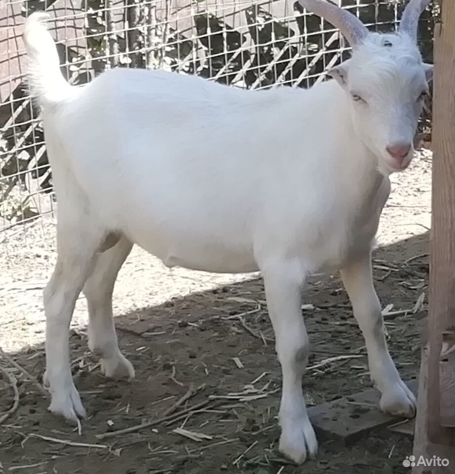 Козёл ламанча