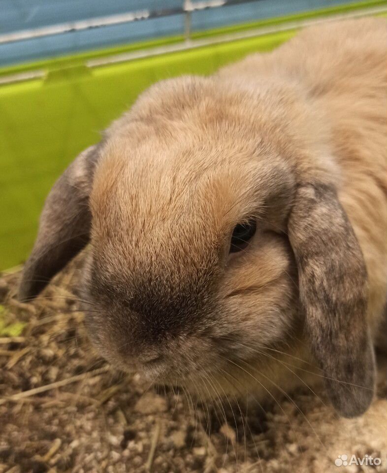 Крольчиха, карликовый вислоухий баран