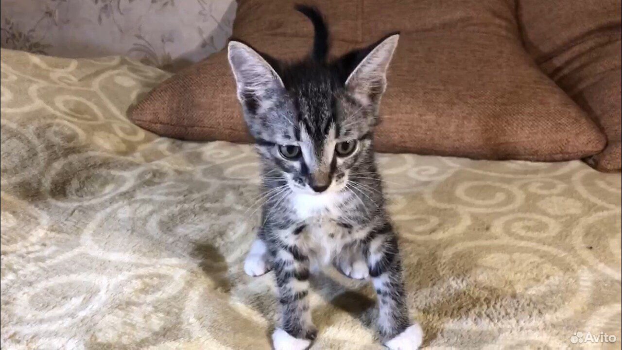 Котёнок (кот), 2 месяца, метис Сибирской породы