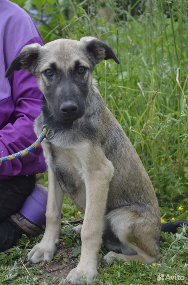 Серый мальчик Крош