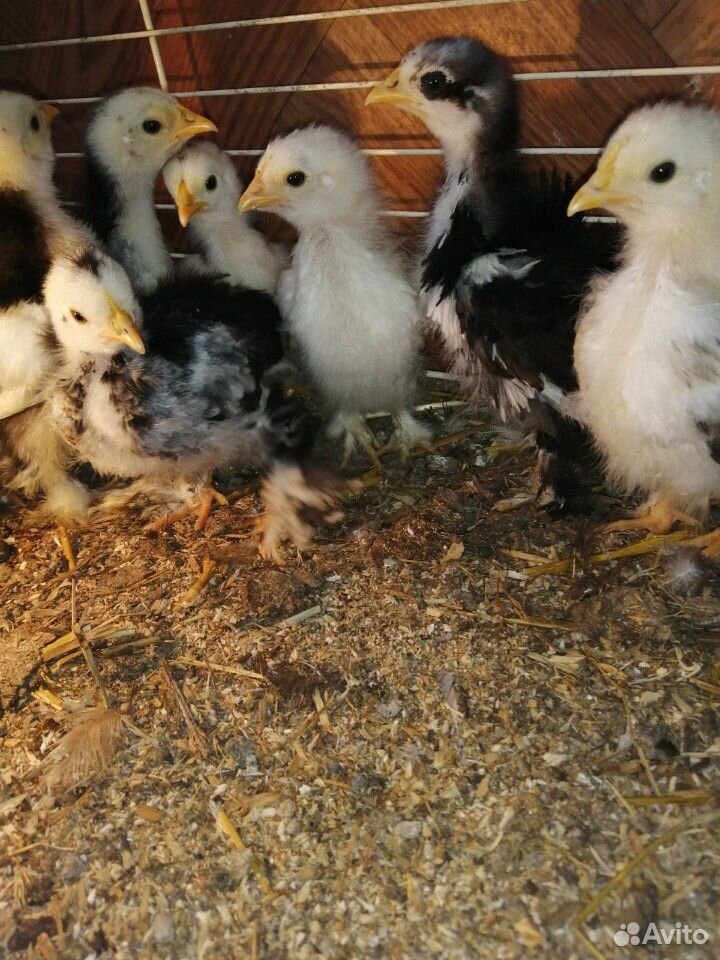 7 цыплят карликовых кур за всех