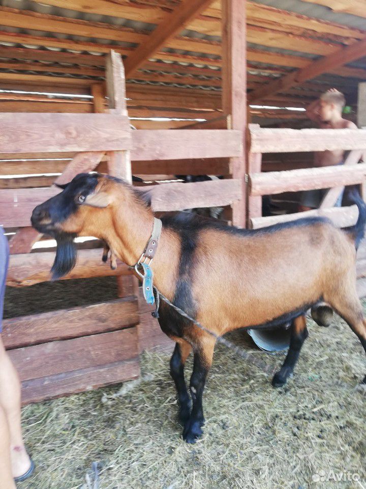 Чешский козёл