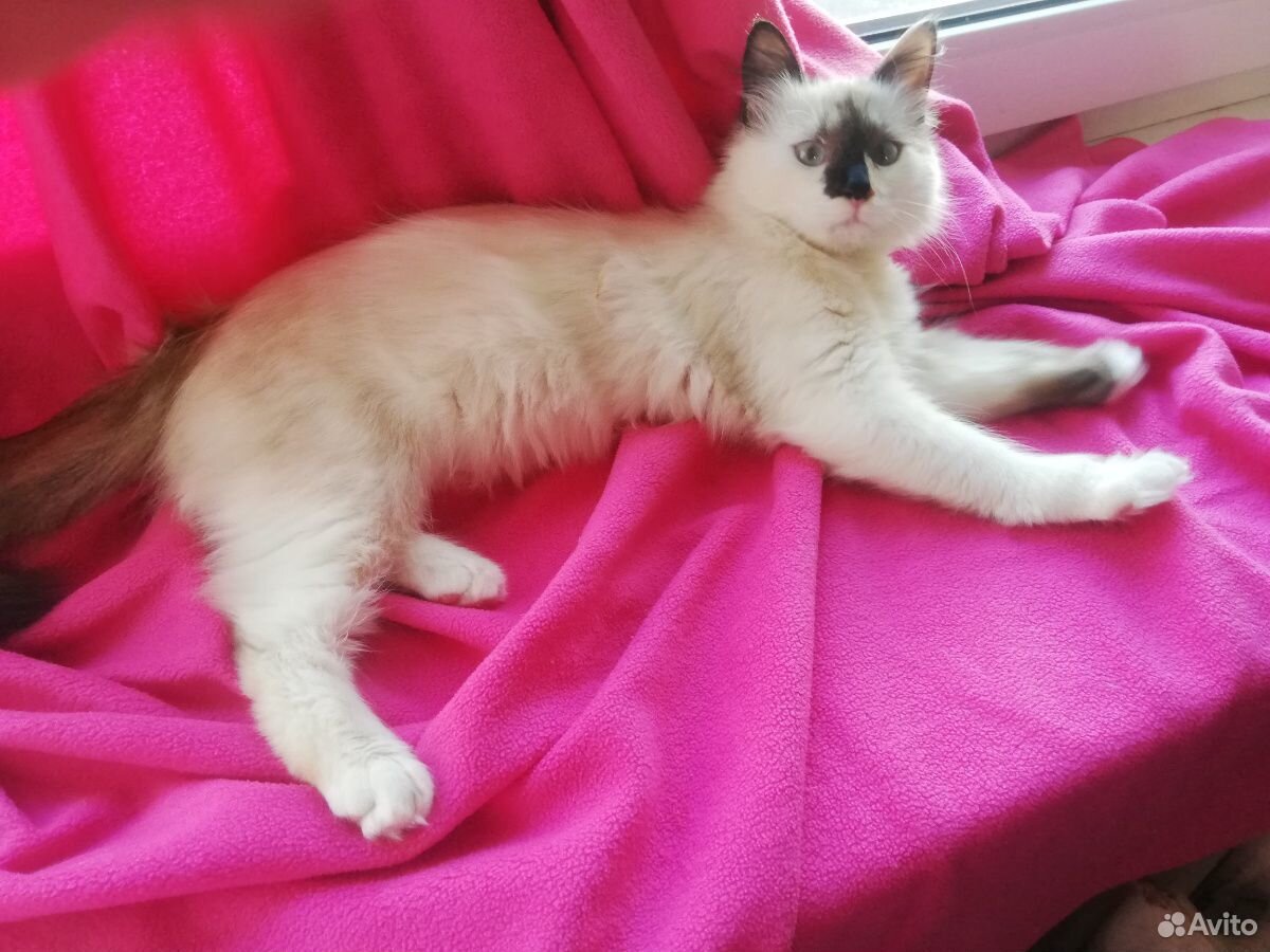 Метис сноу-шу