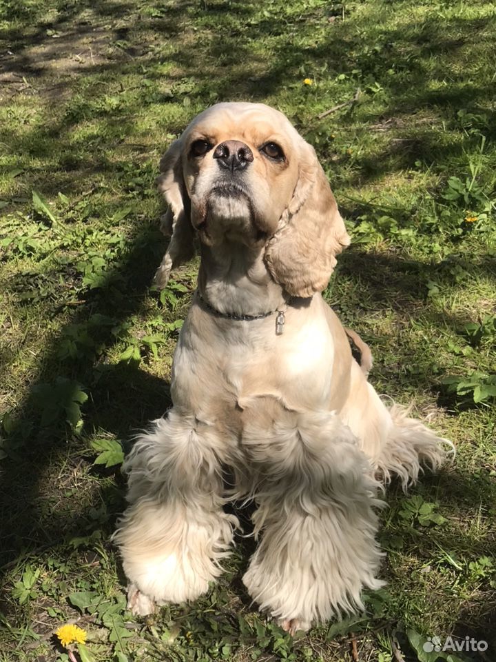 Американский кокер спаниель на вязку