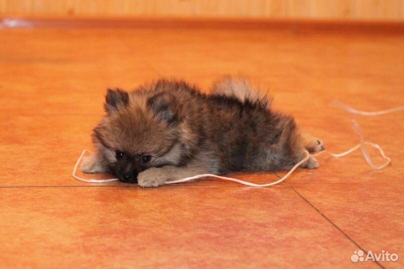 Щенки Померанский Шпиц для любви