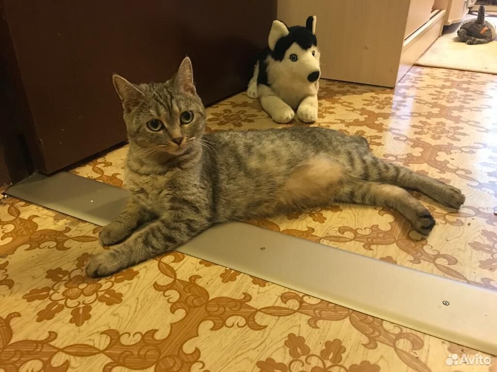 Кошечка Фея порода курильский бобтейл