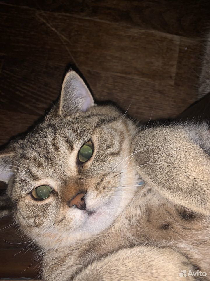 Шотландский котёнок