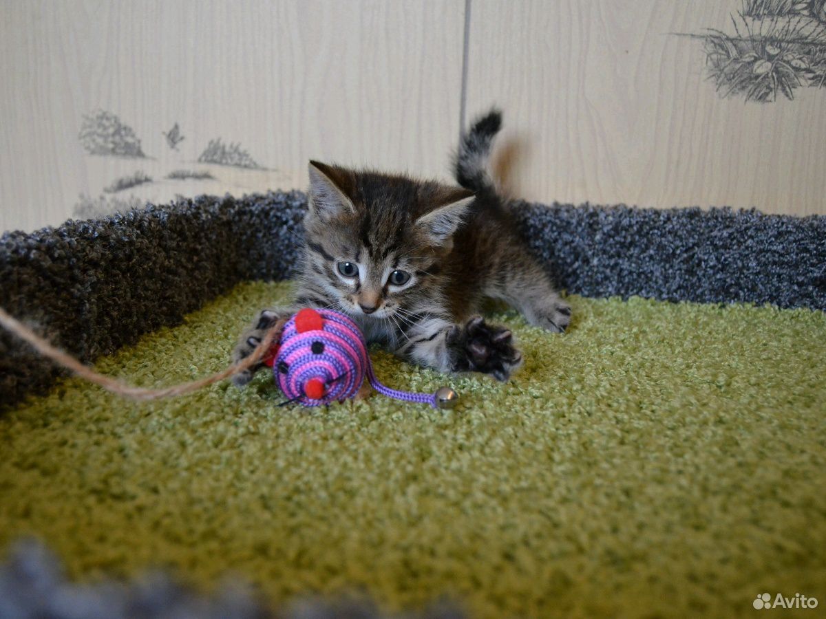Котенок девочка 1 месяц с небольшим