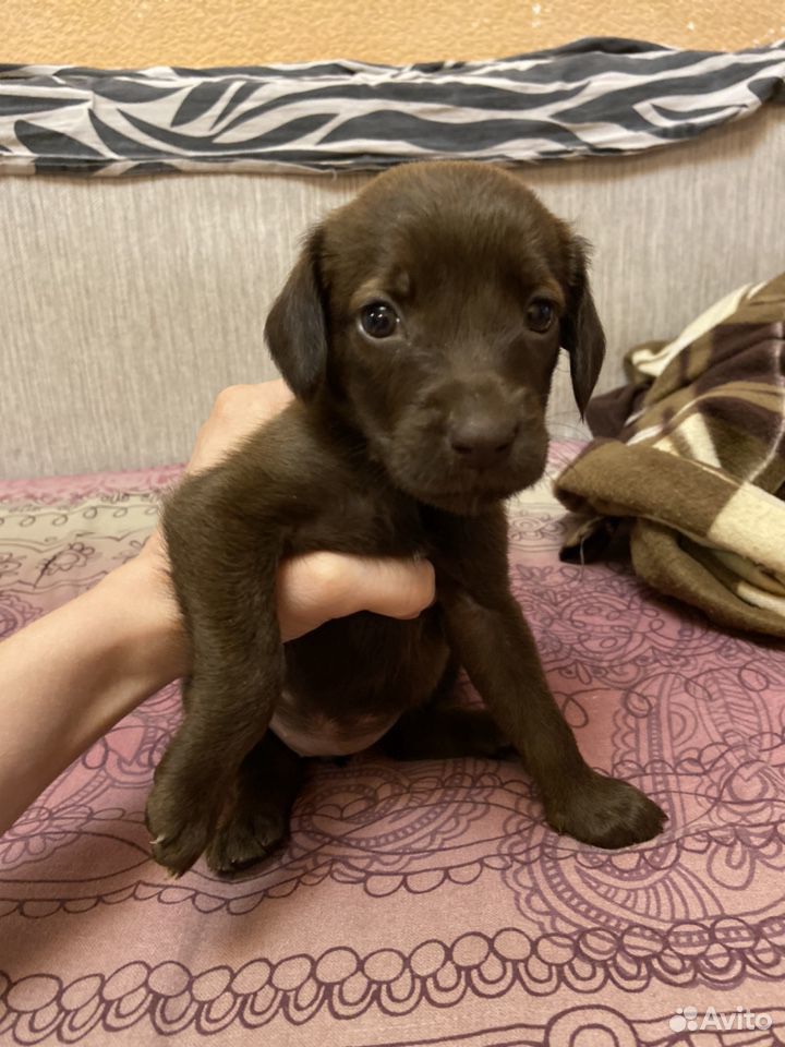 Щенок спаниеля