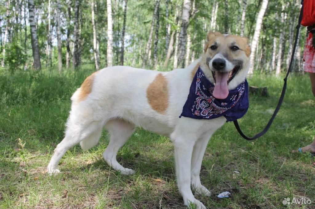 Собака Розочка в дар самым лучшим хозяевам